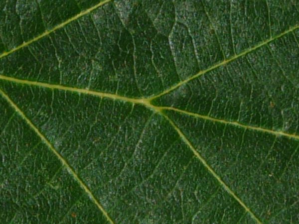 texture 0040 - Texturelib